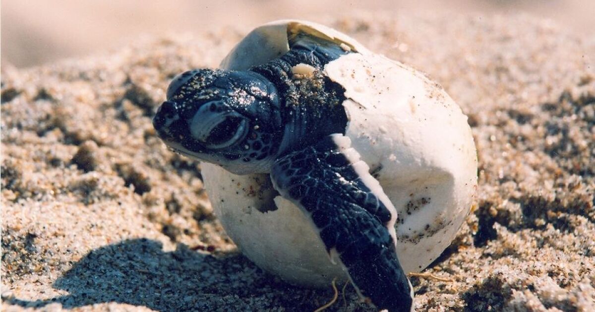 Experience the Magic of Turtle Watching in North Cyprus for the 1st ...